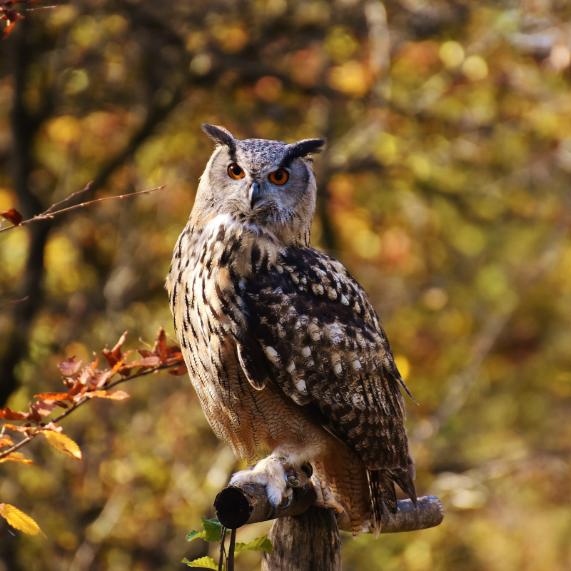 Ancient Wisdom-The Owl (Becoming) - Women's Meditation Network