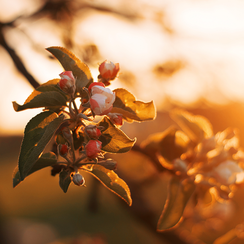 Reconnect with Nature’s Energy (Spring Renewal) - Women's Meditation ...