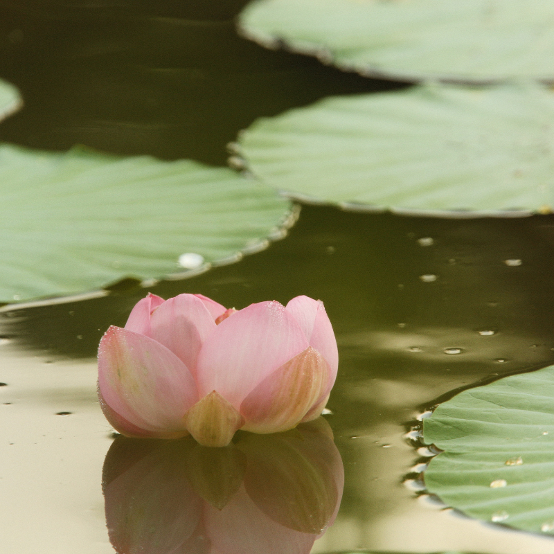 The Sacred Stillness (Mental Health) - Women's Meditation Network