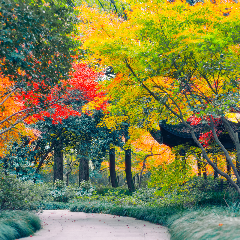 Affirmations to Take Aligned Action (Walk in Alignment) - Women's ...